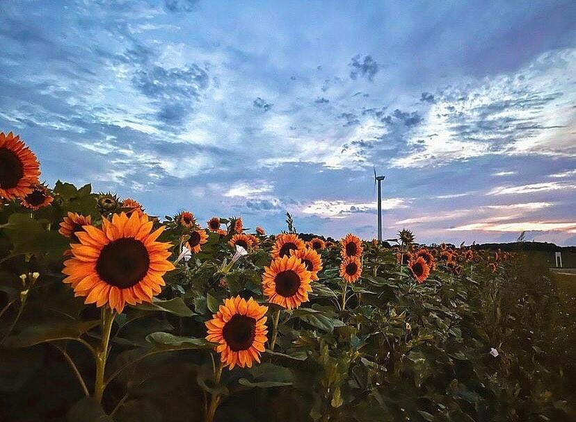 Pindar Vineyards Wines | New York Wineries | Wine Folly